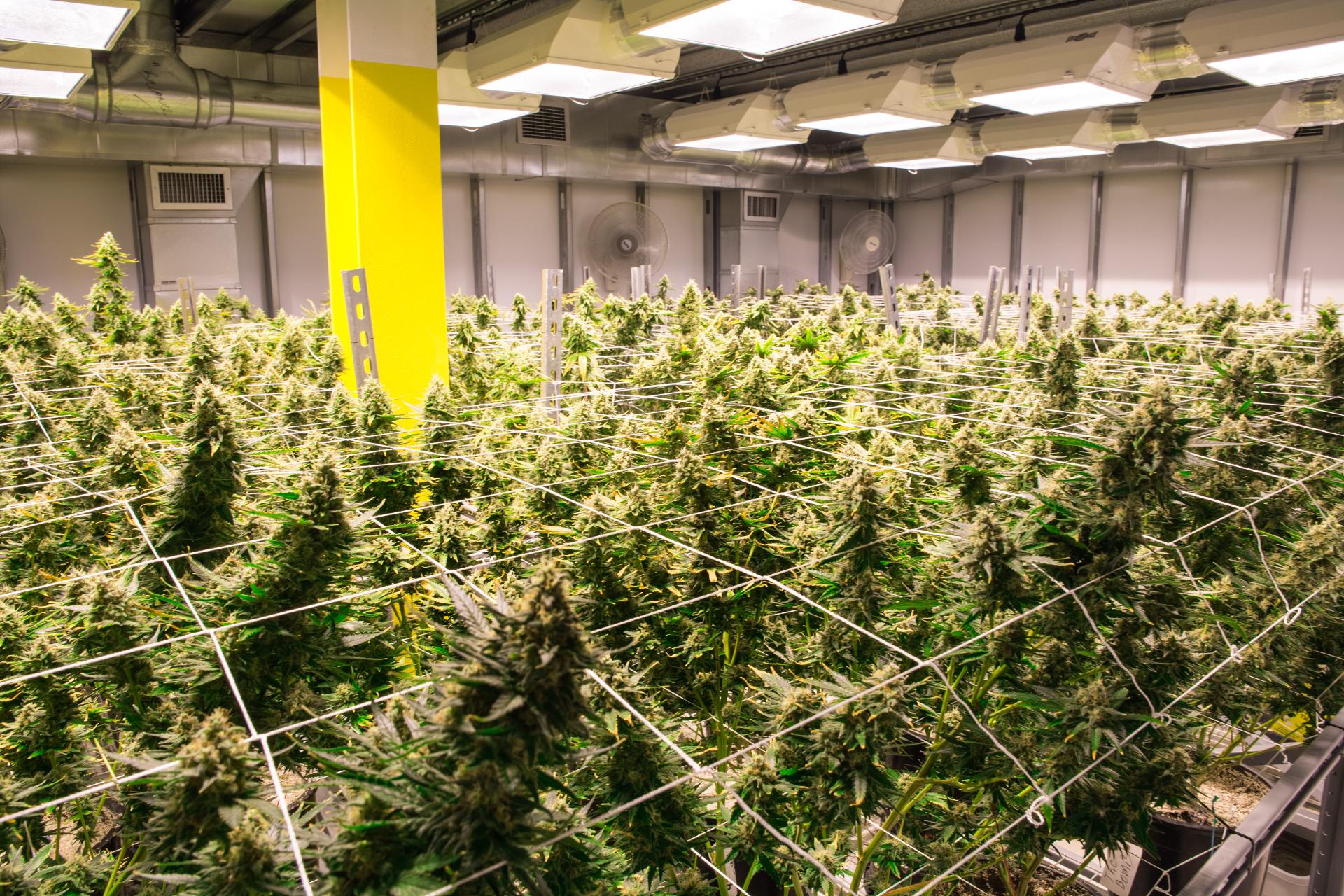 ScrOG: What It Is and How It’s Done | PotGuide